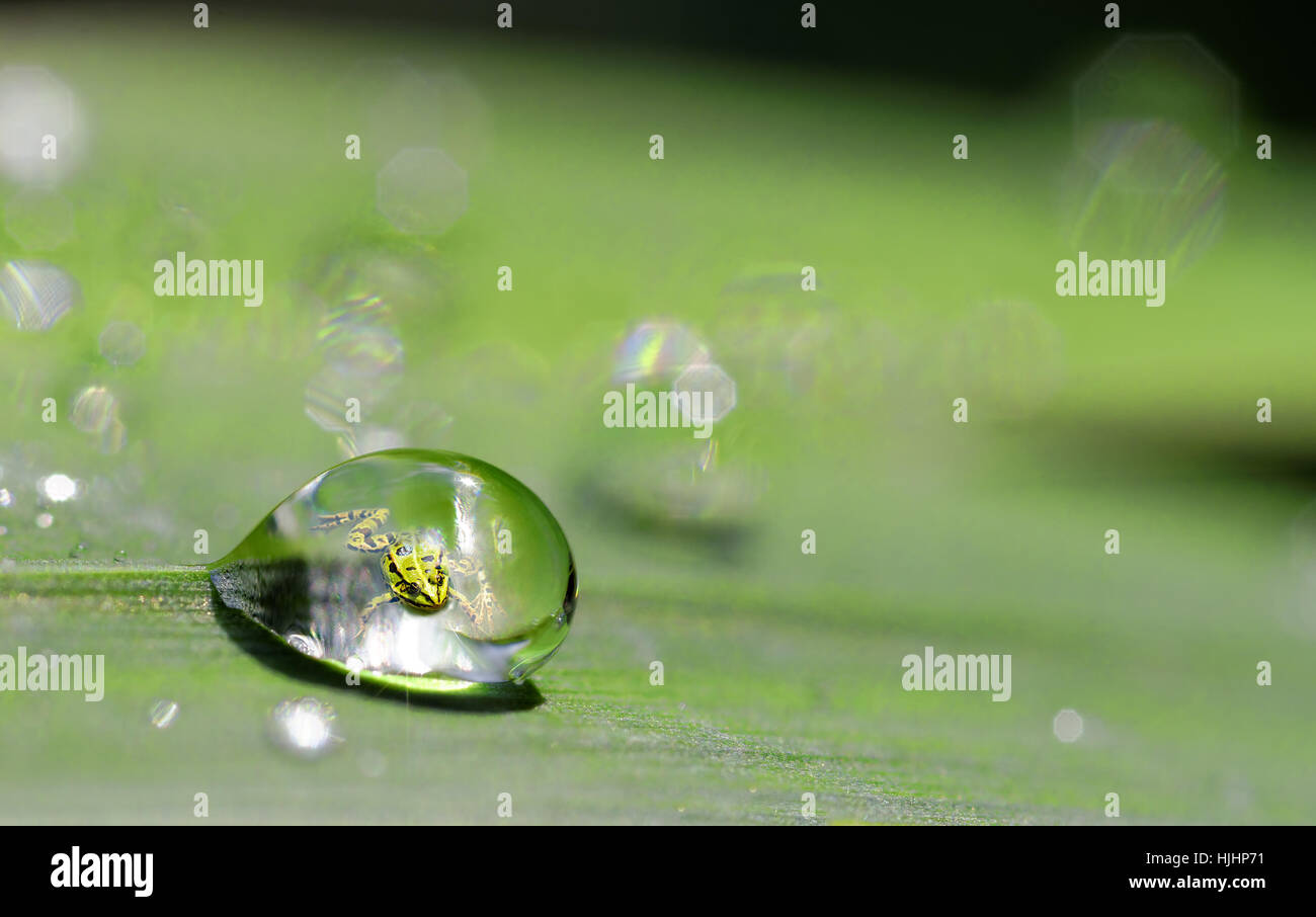 amphibian, drop, dew, frog, water, nature, drip, drops, seeping ...