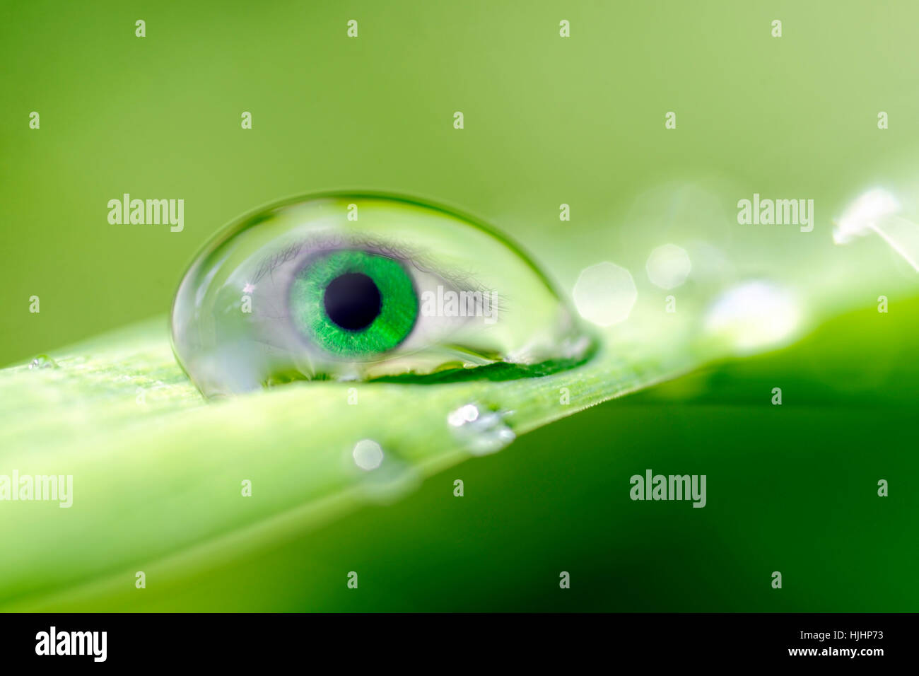 eye, organ, look, glancing, see, view, looking, peeking, looking at ...