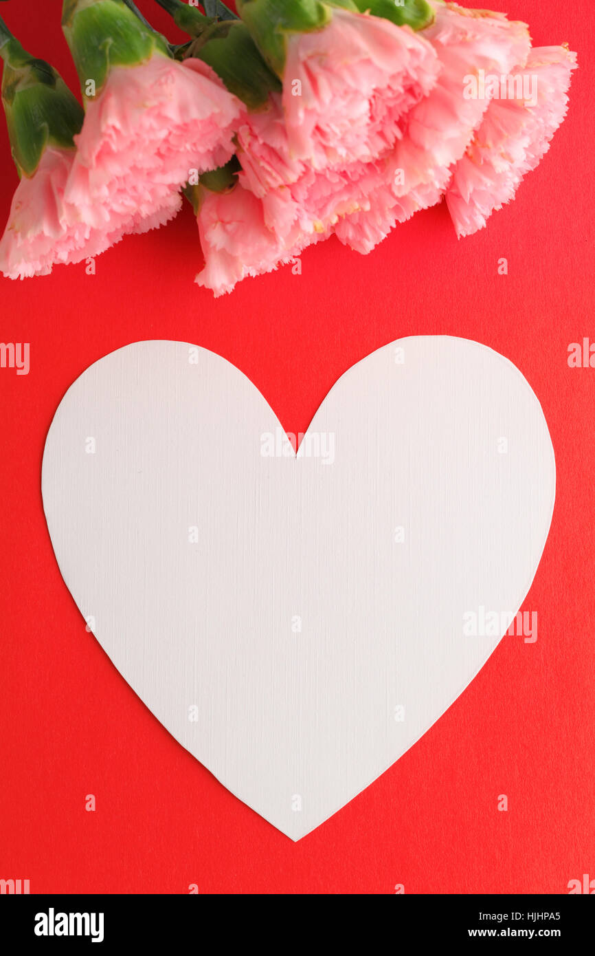 present, greeting, space, flower, plant, green, carnation, bloom ...