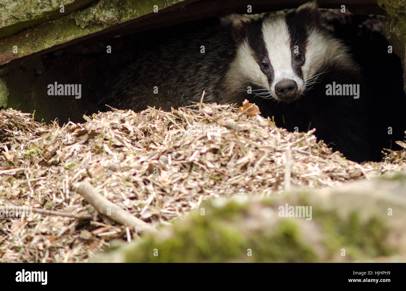 animal, mammal, blank, european, caucasian, badger, white, social ...