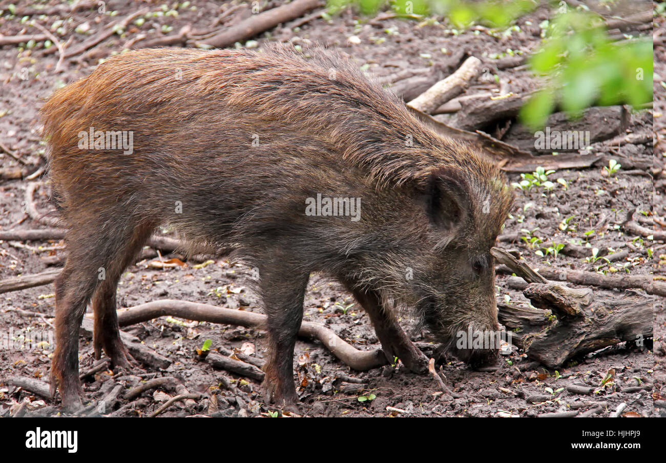 wild boar, pig, wild boars, wild, hairy, wild boar, pig, wild boars ...