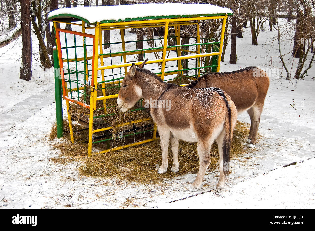 Donkey eating hay hi-res stock photography and images - Alamy