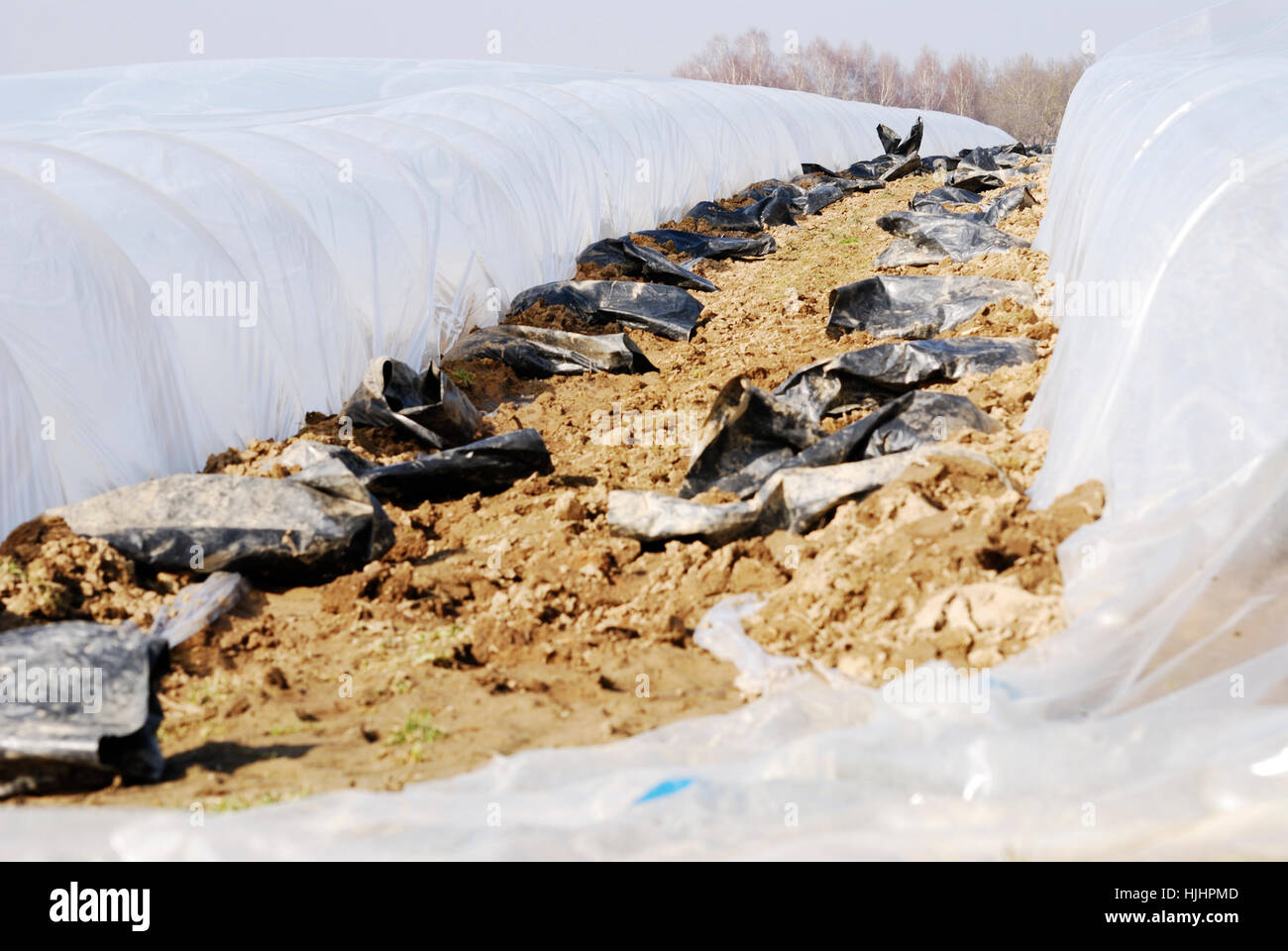 agriculture, farming, field, lines, row, acre, plastic, synthetic ...