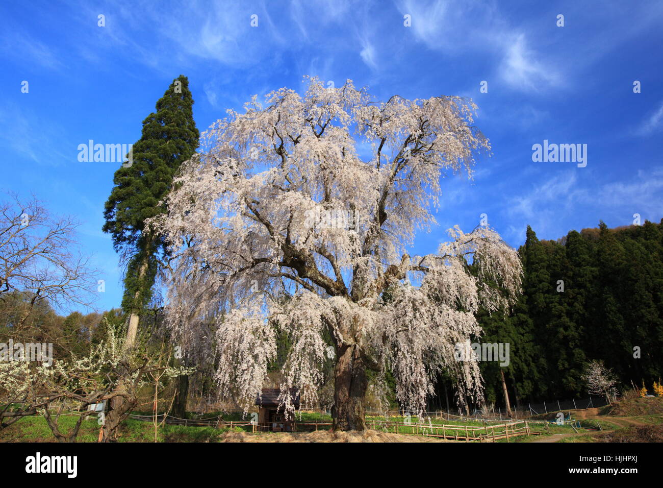 flower, plant, spring, japan, april, pink, nature, beautiful ...