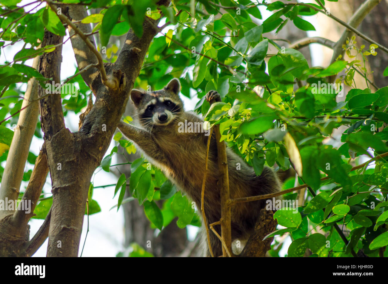 tree, wildlife, rise, climb, climbing, ascend, uphill, tread, clamber ...