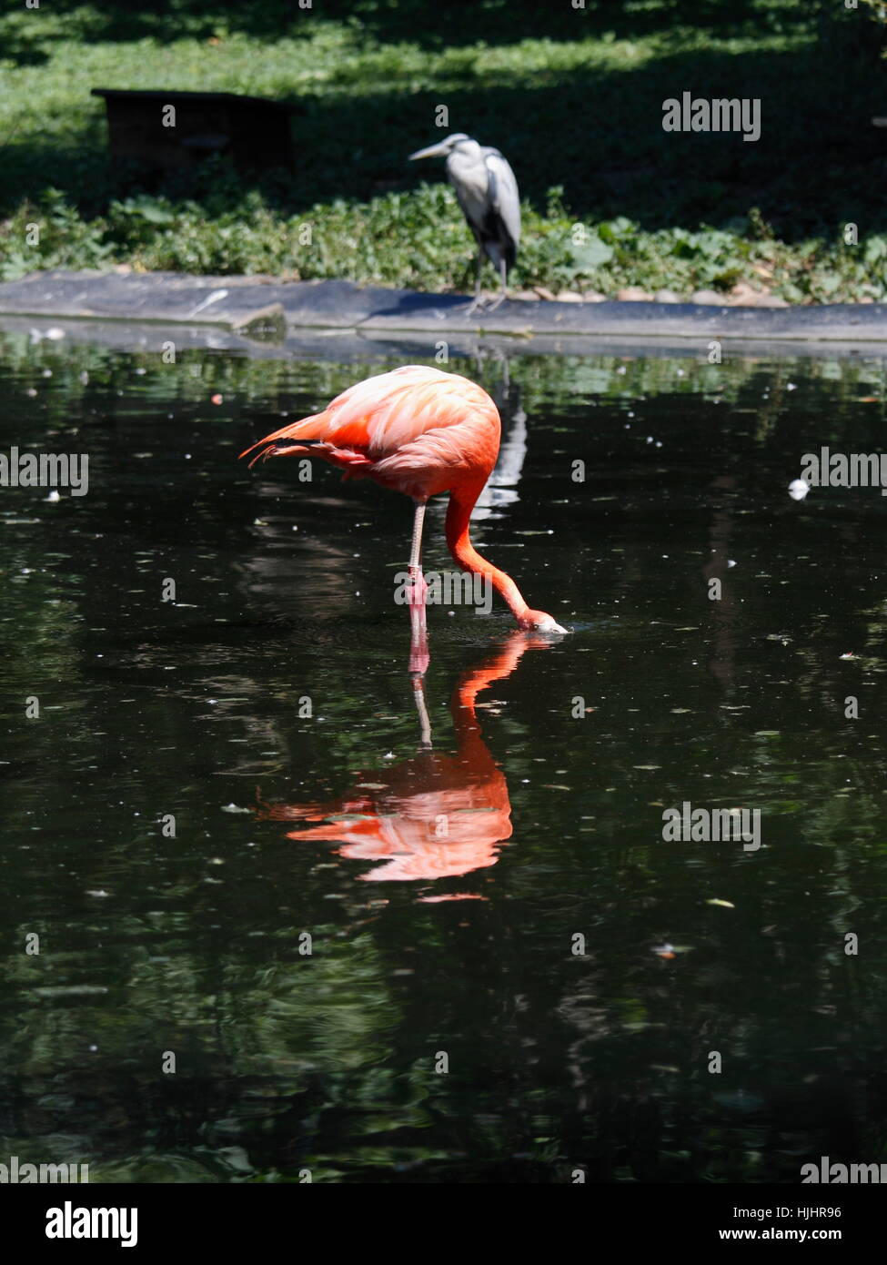 waterfowls, waterfowl, treading water, pink, flamingo, environment ...