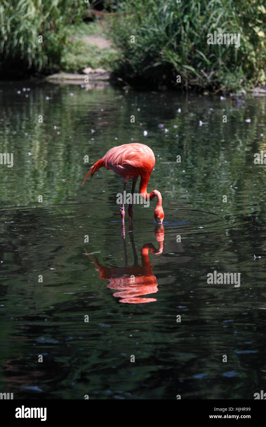 waterfowls, waterfowl, treading water, pink, flamingo, environment ...