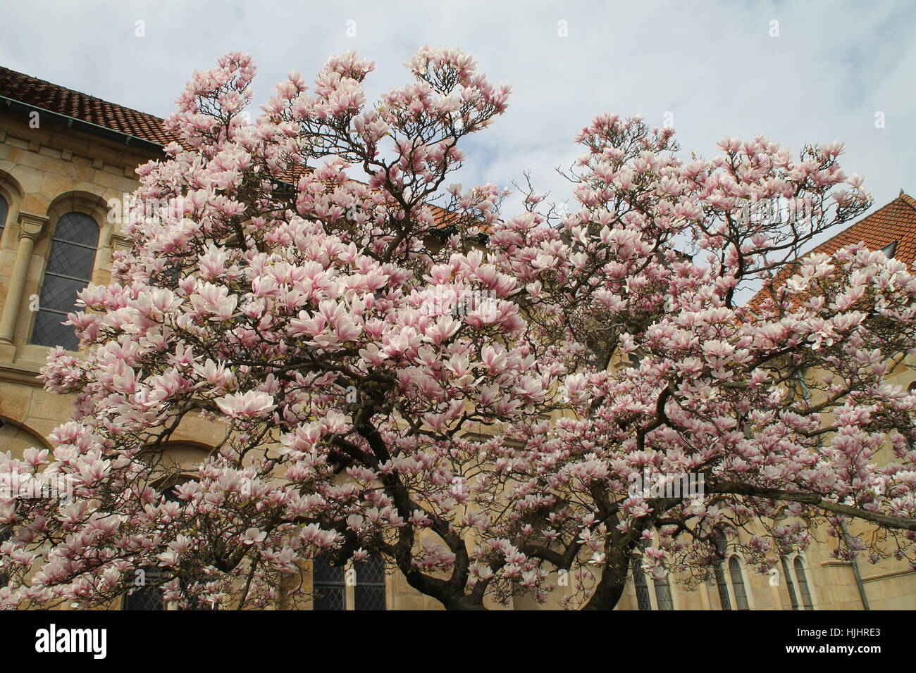 cathedral, magnolia, catholic, tower, story, religion, belief, god ...