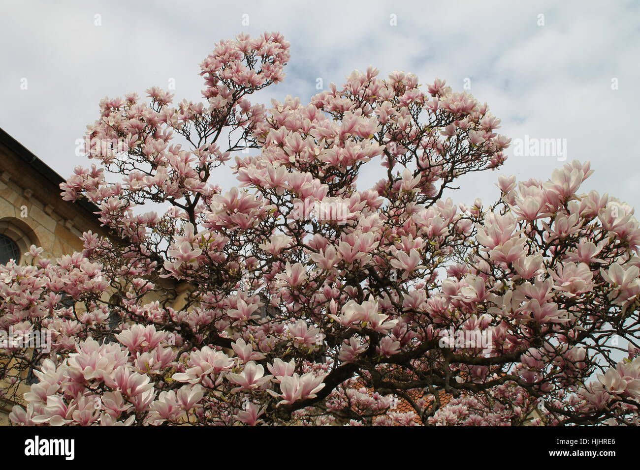 cathedral, magnolia, catholic, tower, story, religion, belief, god ...