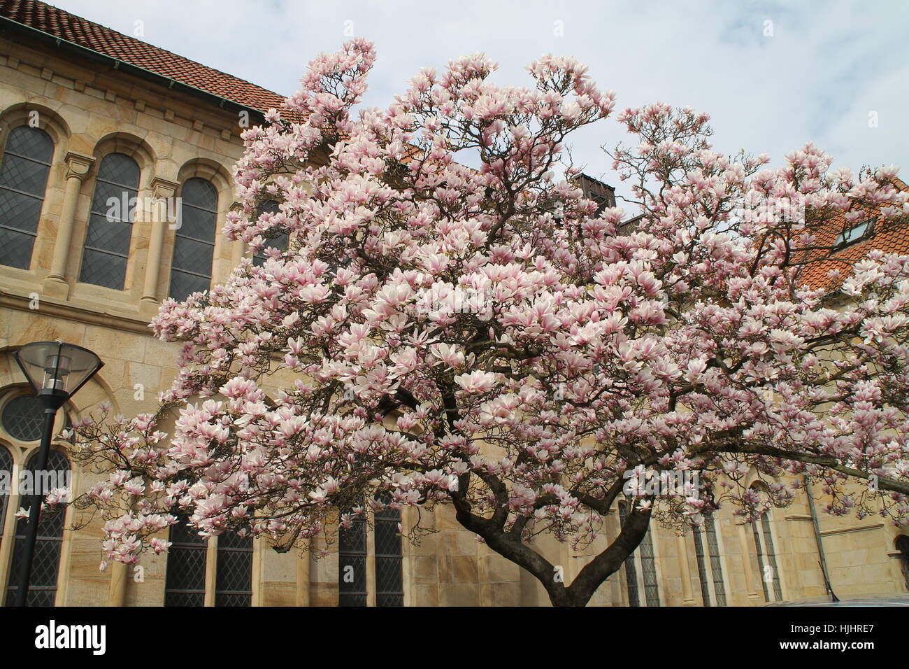 cathedral, magnolia, catholic, tower, story, religion, belief, god ...