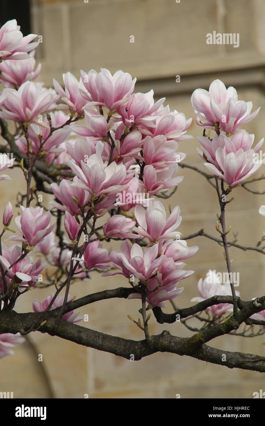 cathedral, magnolia, catholic, tower, story, religion, belief, god ...