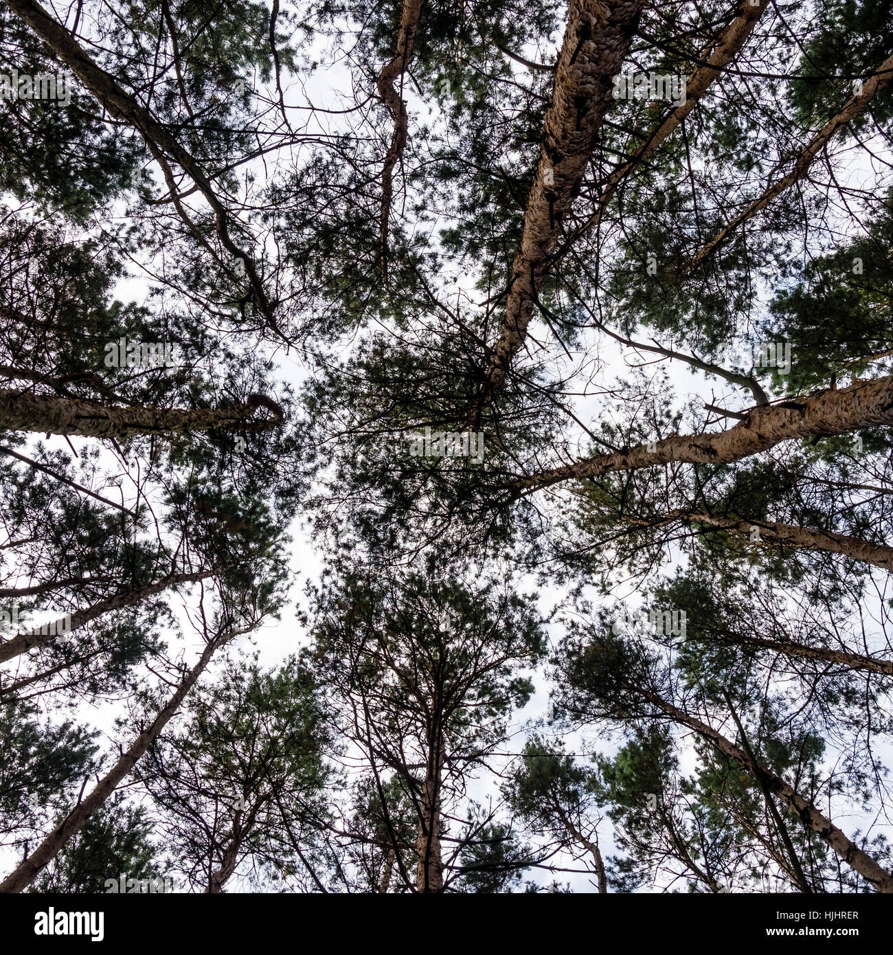 environment, enviroment, tree, wallpaper, backdrop, background, forest ...