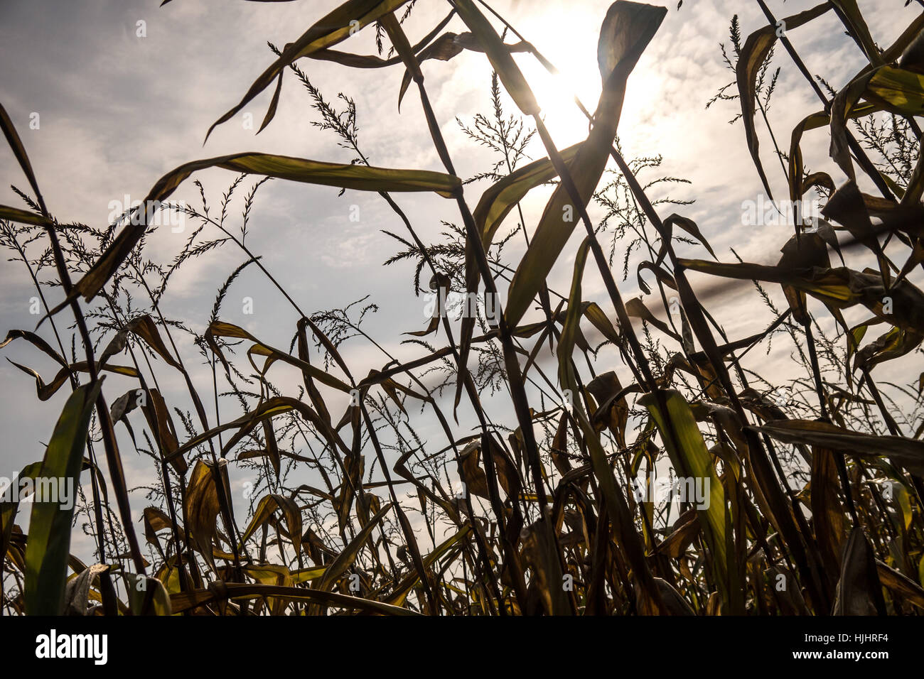 Corn drought hi-res stock photography and images - Alamy
