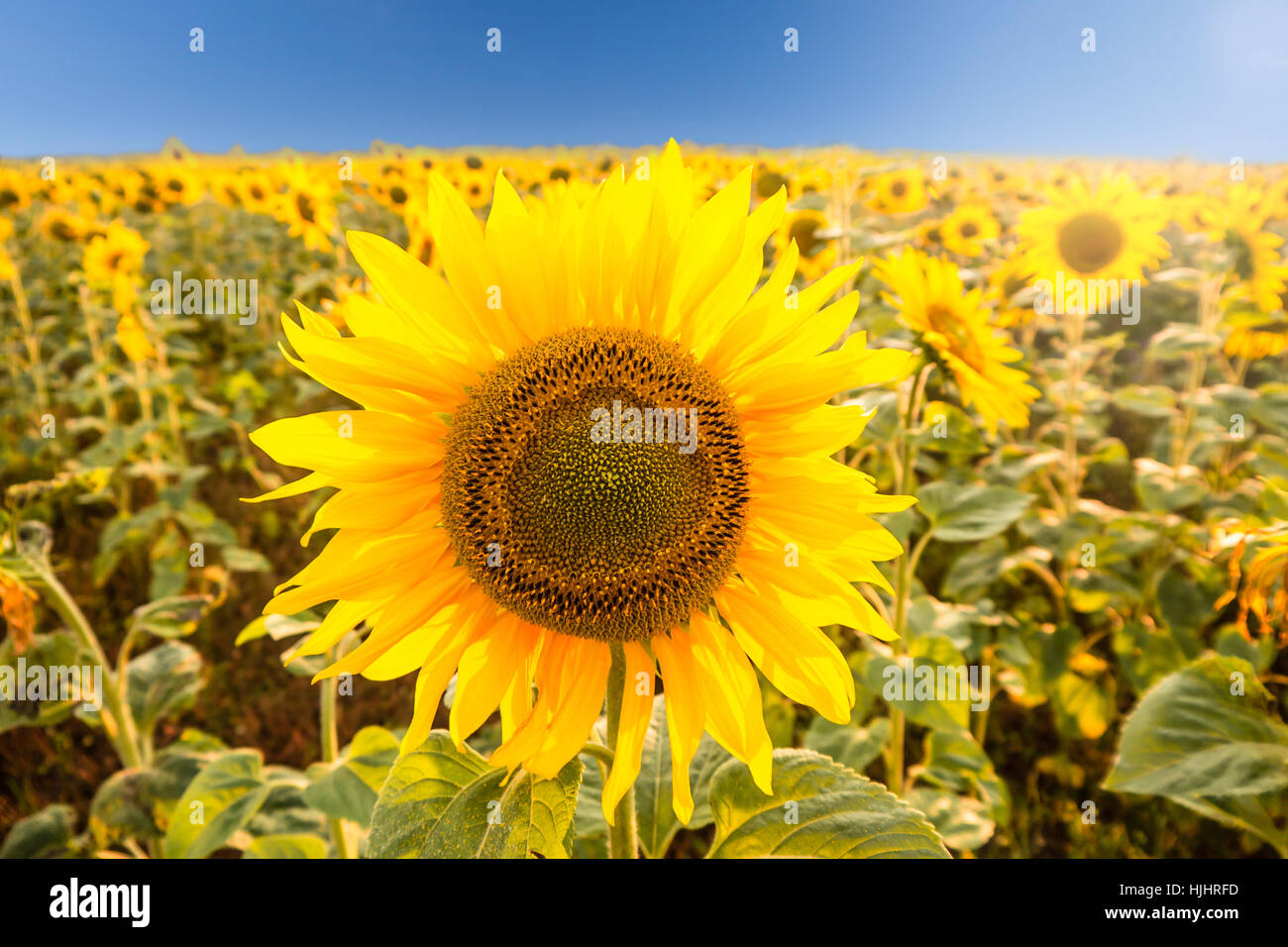 health, flower, plant, summer, summerly, sunflower, energy, vitality ...