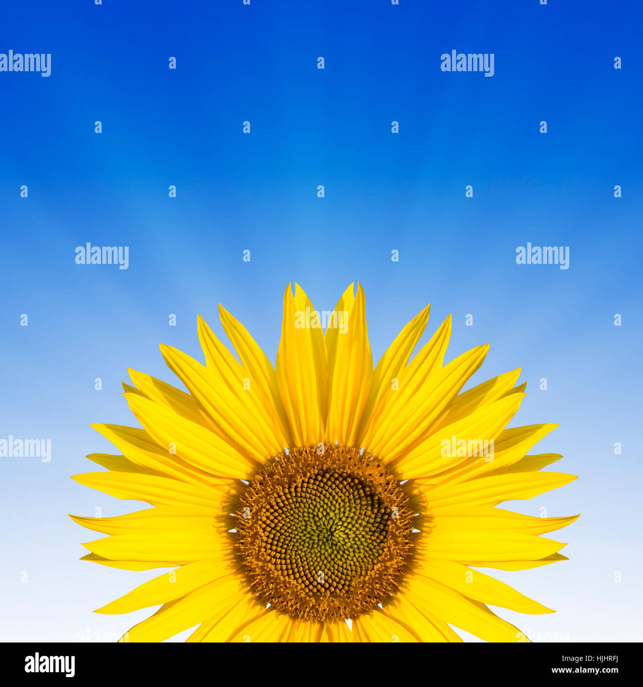 health, flower, plant, summer, summerly, sunflower, energy, vitality ...