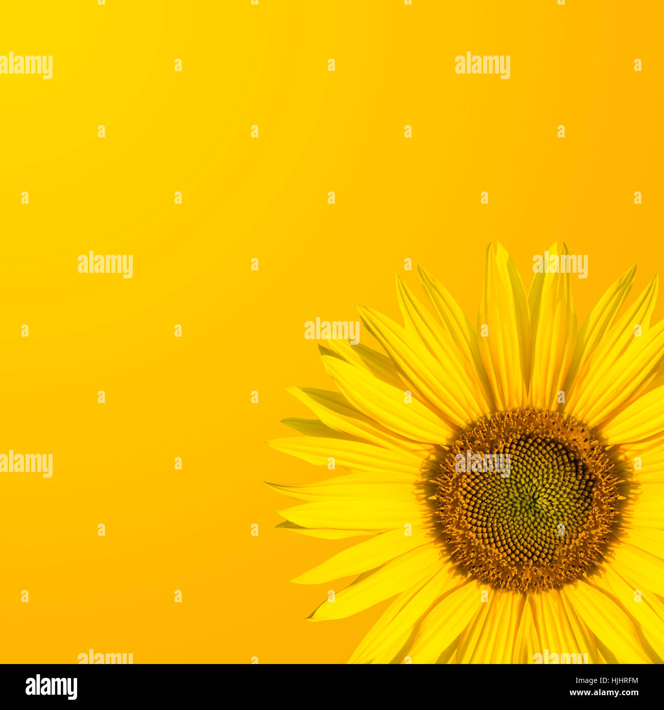 health, flower, plant, summer, summerly, sunflower, energy, vitality ...
