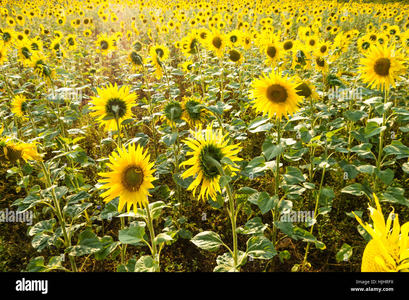 health, flower, plant, summer, summerly, sunflower, energy, vitality ...