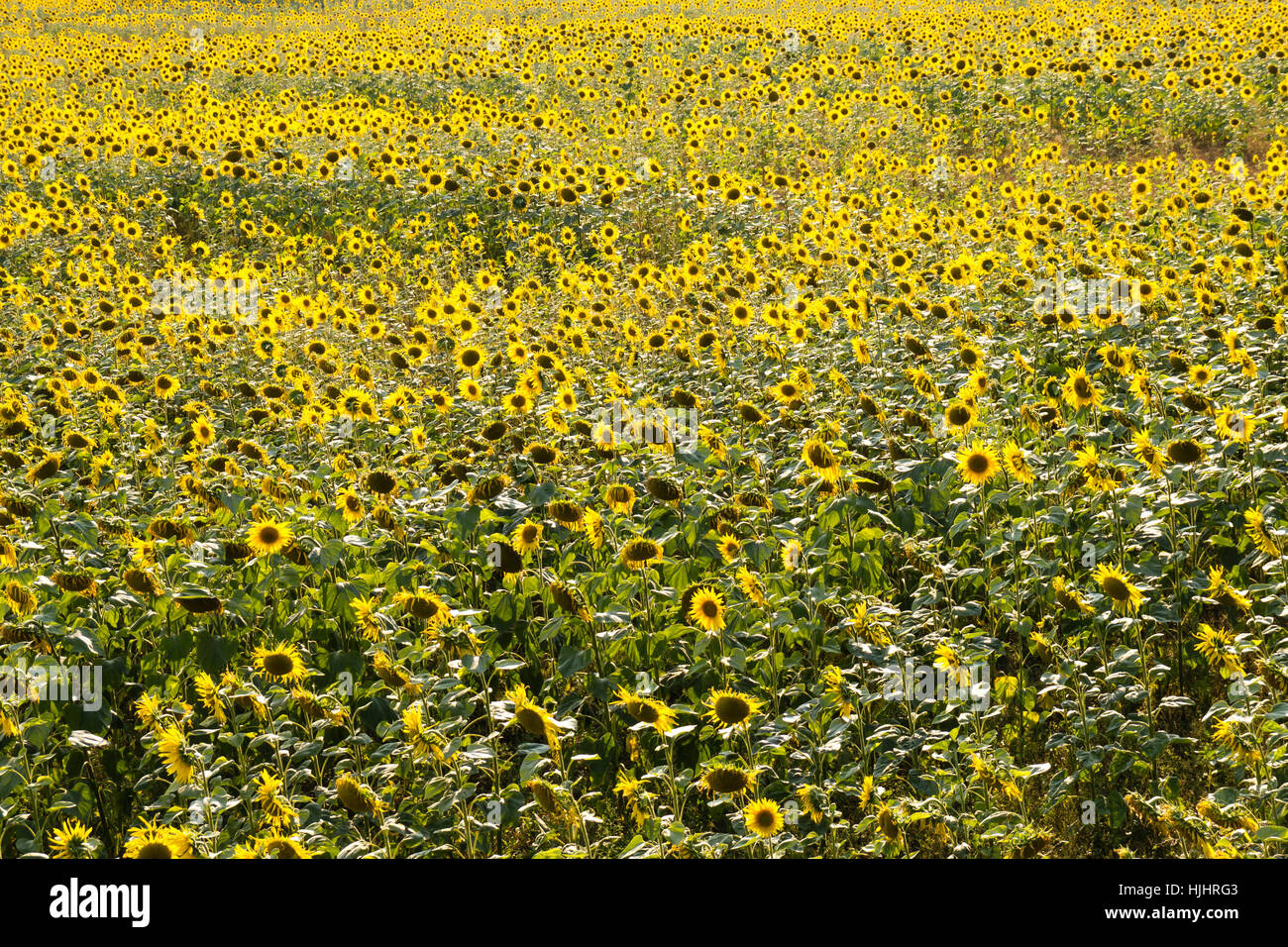 health, flower, plant, summer, summerly, sunflower, energy, vitality ...