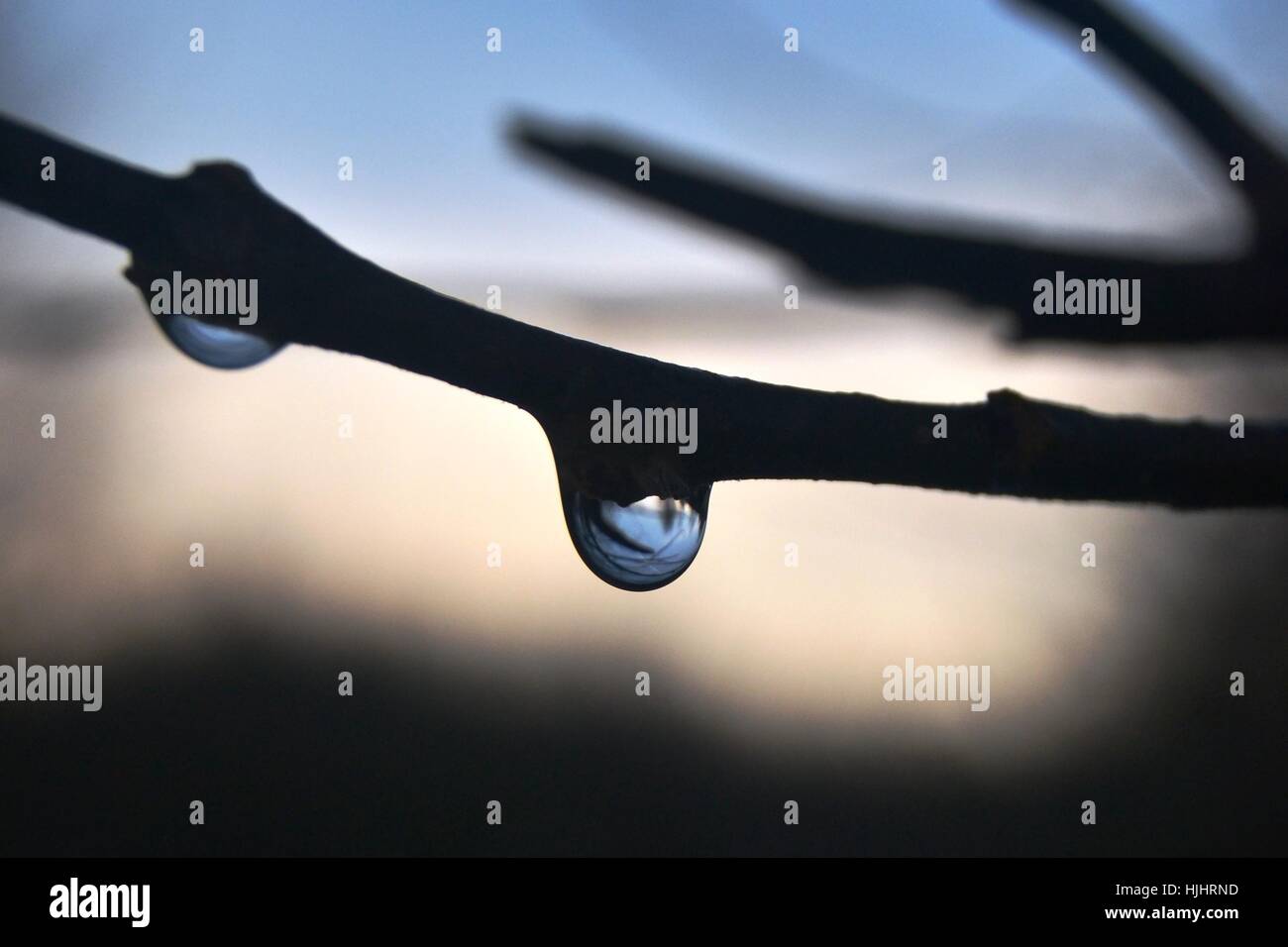 Ice drop melting and dripping off a branch of a tree Stock Photo - Alamy