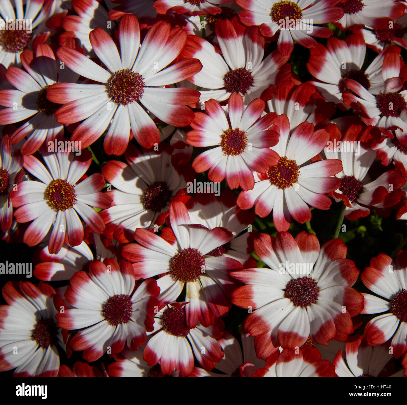 flower, flowers, plant, daisy, colored, backdrop, background, red, pink ...