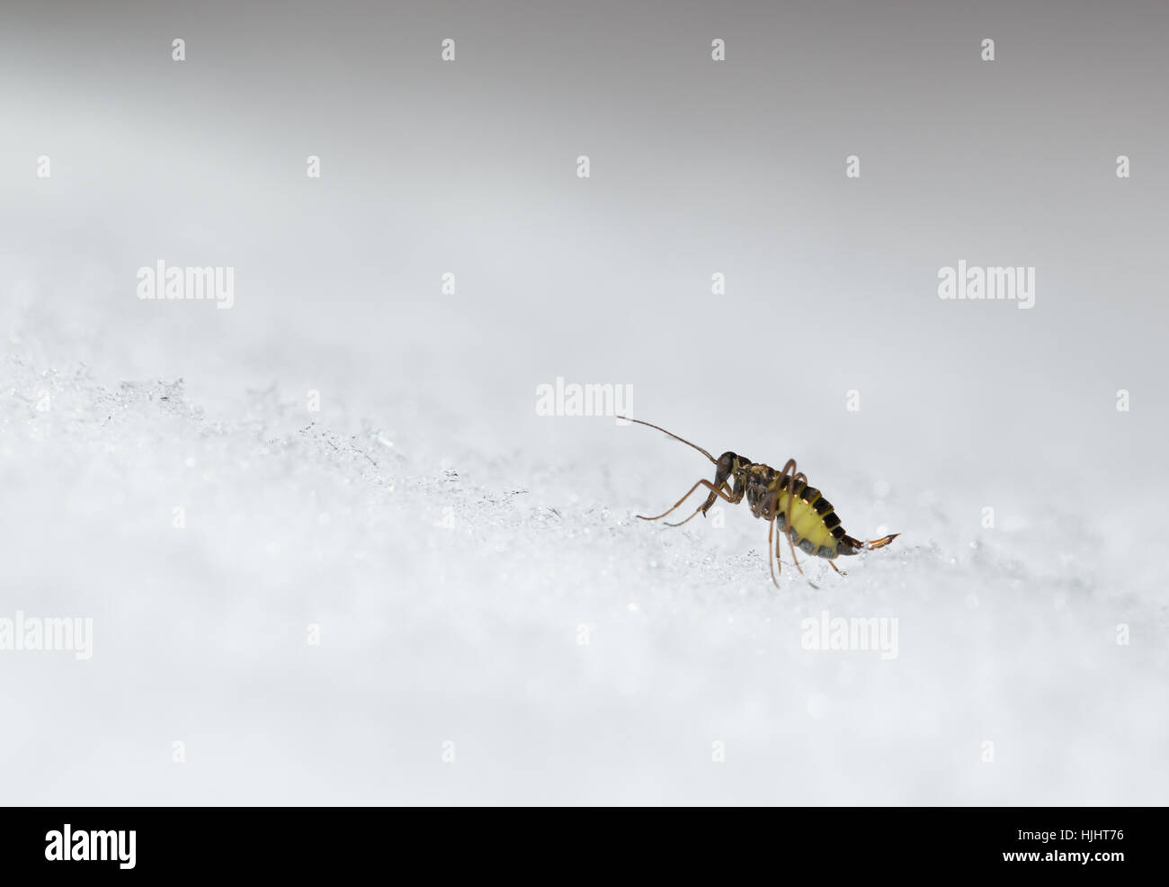 Snow scorpionfly hi-res stock photography and images - Alamy