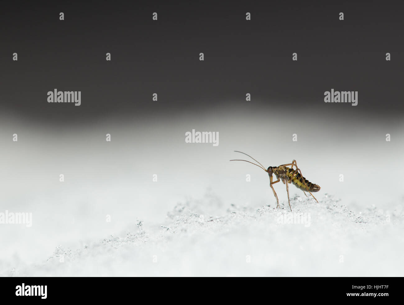 Snow scorpionfly hi-res stock photography and images - Alamy