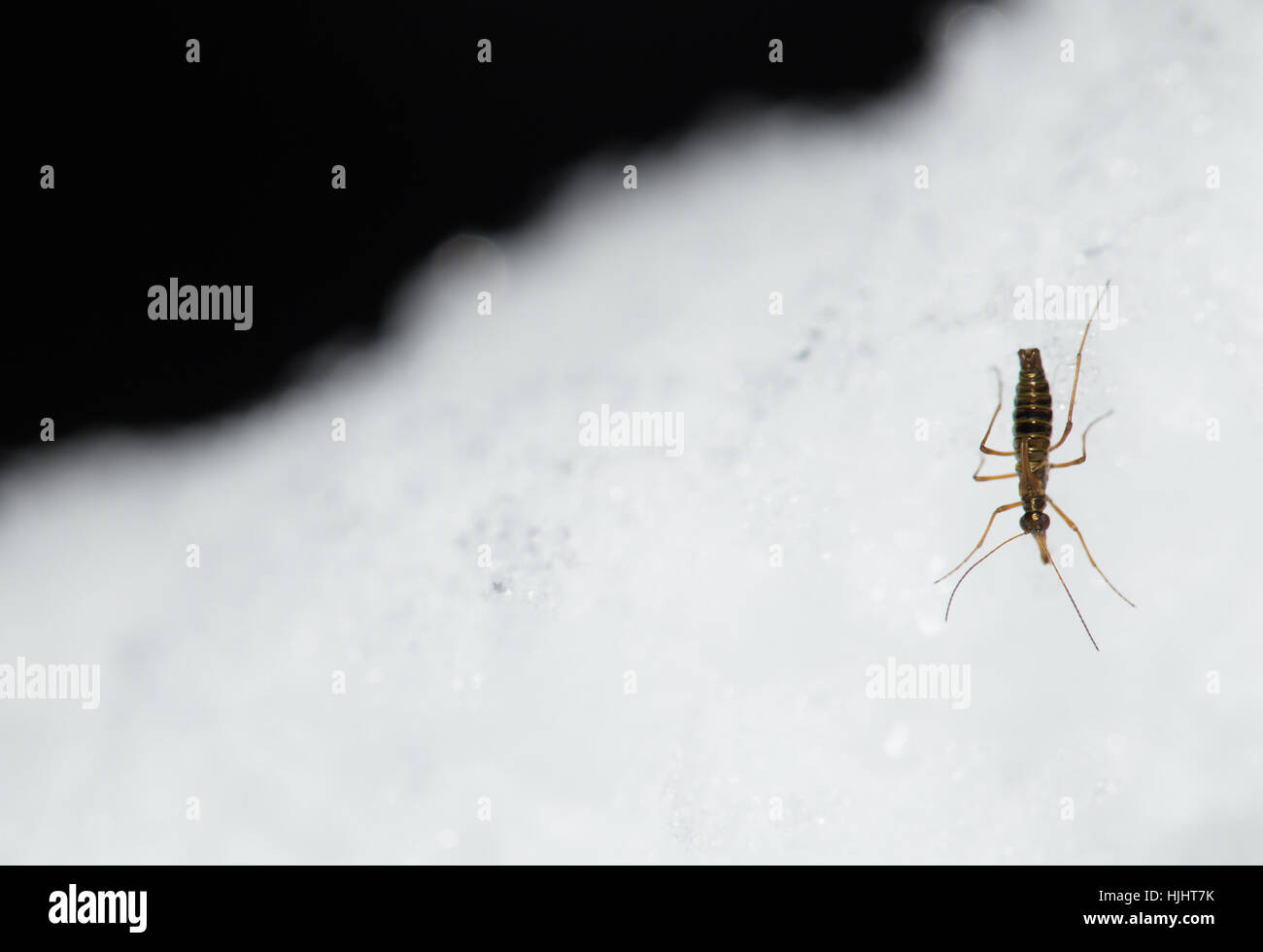Snow scorpionfly hi-res stock photography and images - Alamy