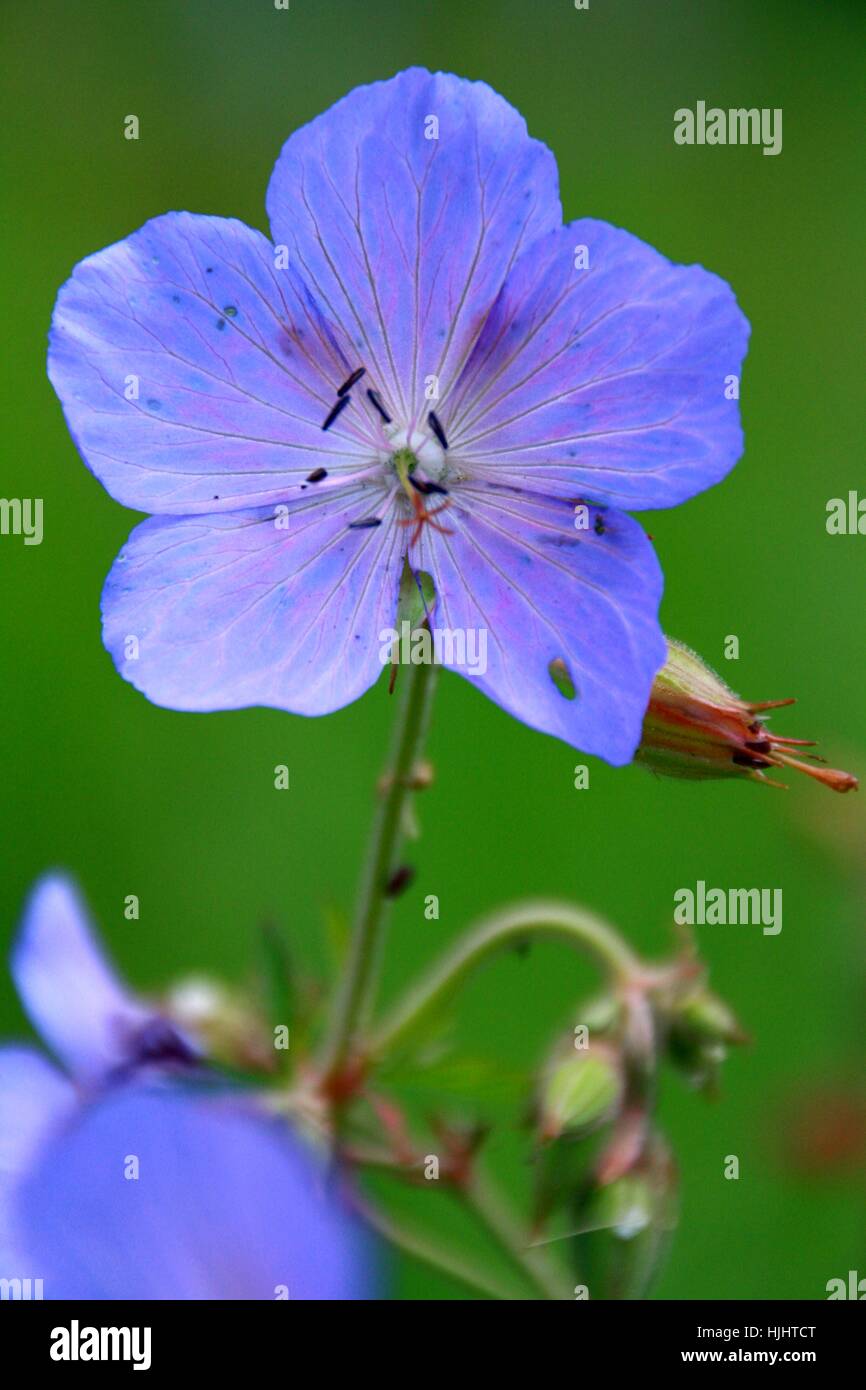 flower, plant, bloom, blossom, flourish, flourishing, petals ...