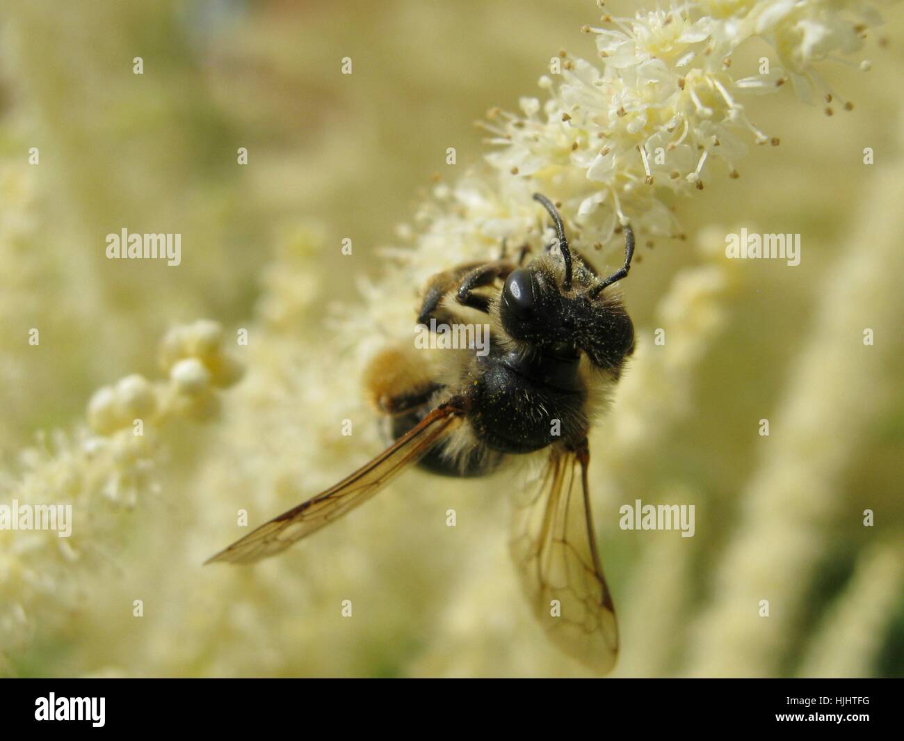 insect, bees, honeybee, bee, insect, insects, blank, european ...