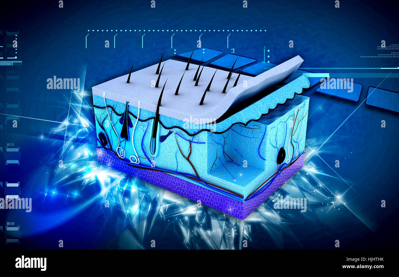 education, medicinally, medical, graphics, colour, science, skin, human ...