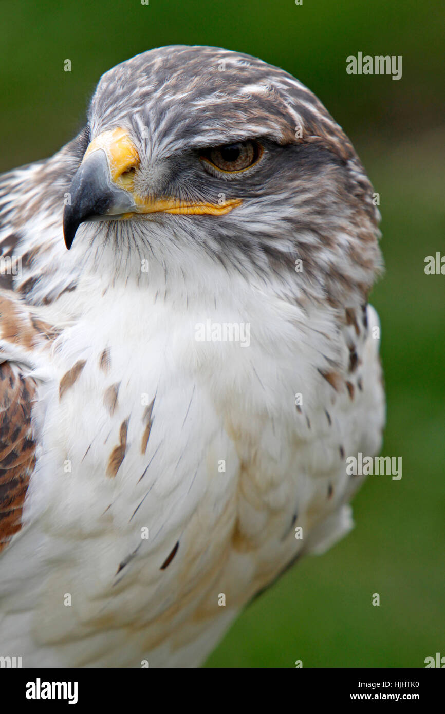 bird, birds, raptor, birds of prey, buzzard, animal, bird, birds ...