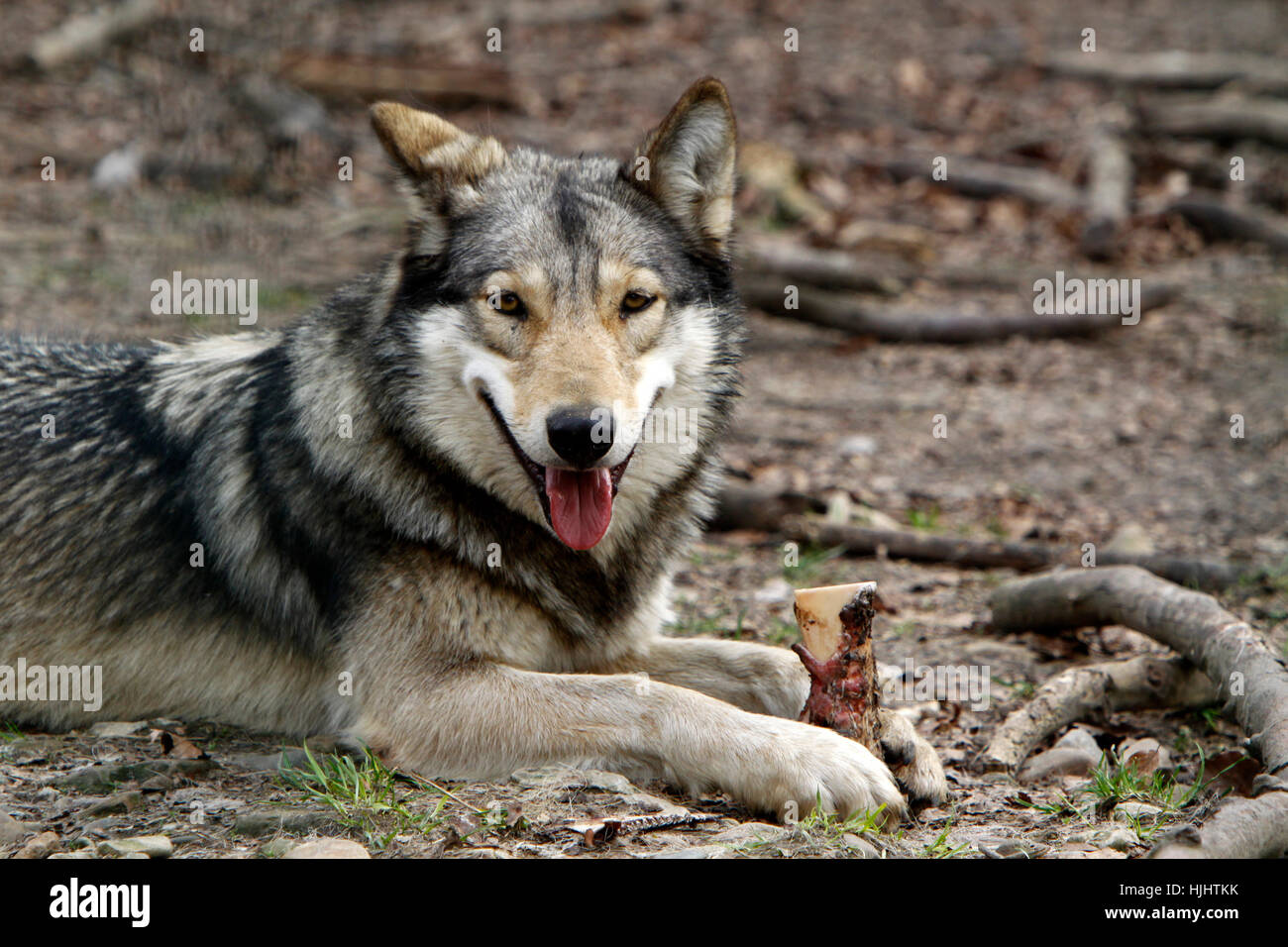 animal, mammal, predator, to gorge, engulf, devour, wolf, animal ...