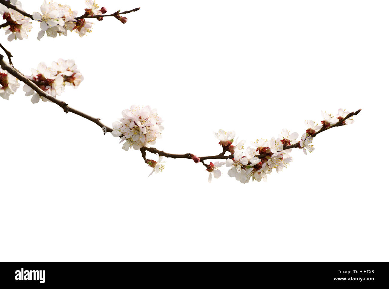 Light apricot pattern hi-res stock photography and images - Alamy