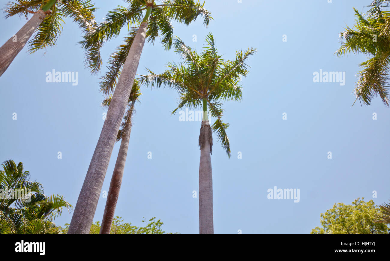 environment, enviroment, tree, trees, tropical, palm, coconut, royal ...
