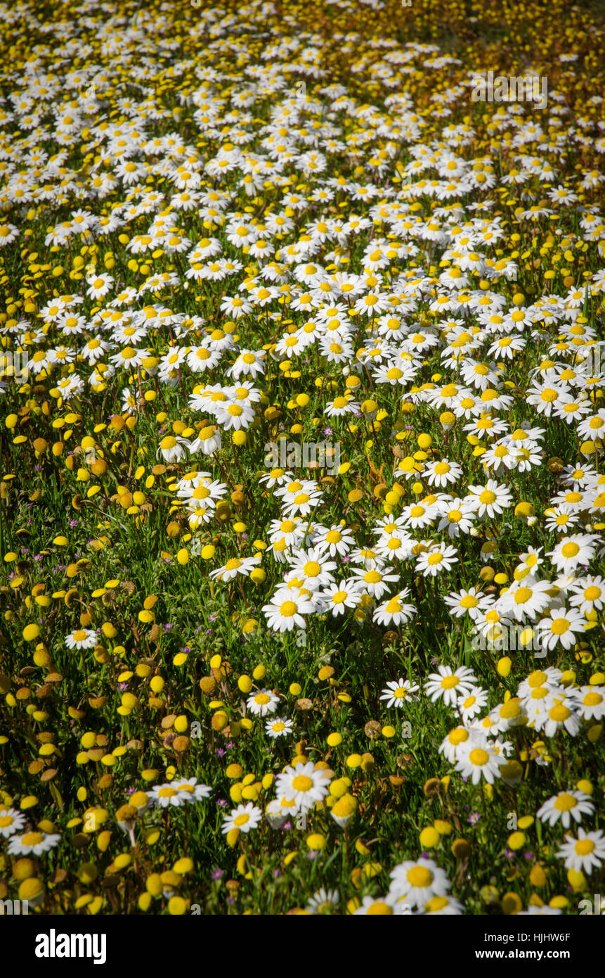 leaf, environment, enviroment, colour, flower, plant, bloom, blossom ...