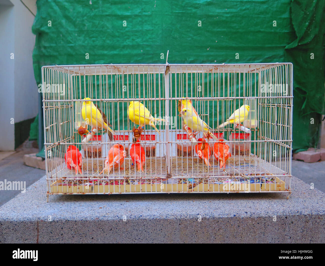 Canaries cage hi-res stock photography and images - Alamy