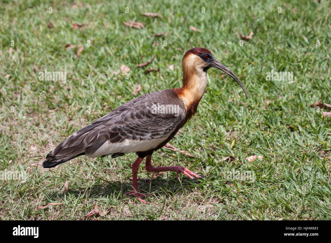 Ibises walking hi-res stock photography and images - Alamy