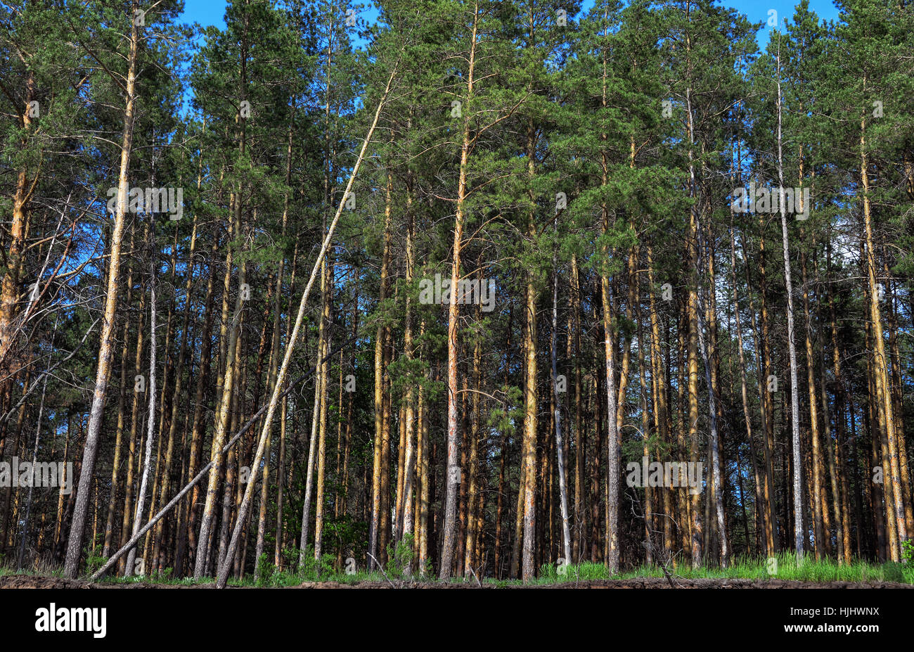 Pine forest nature background hi-res stock photography and images - Alamy