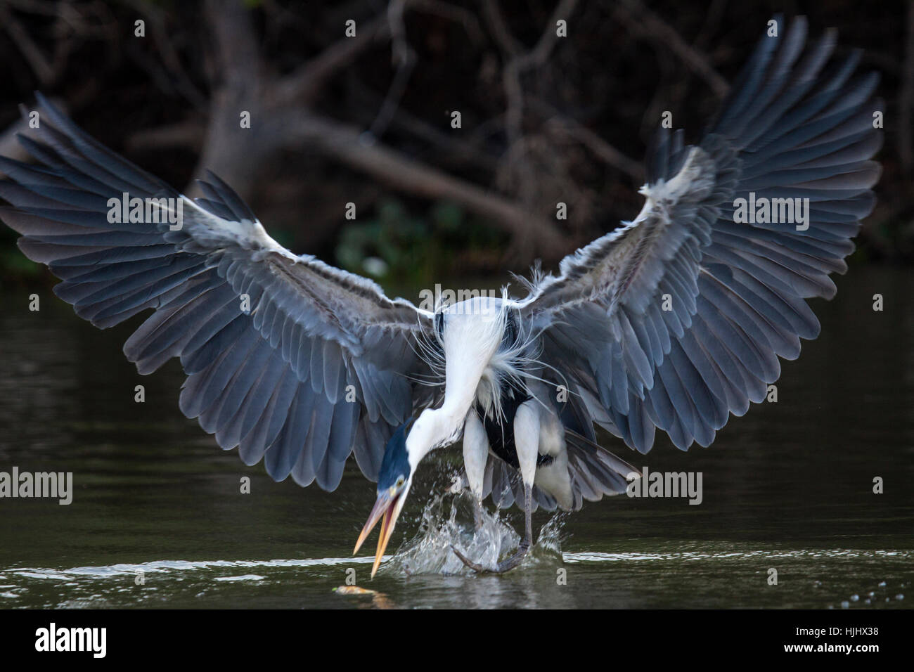 Cocoi heron seizing fish in flight in Brazil Stock Photo - Alamy