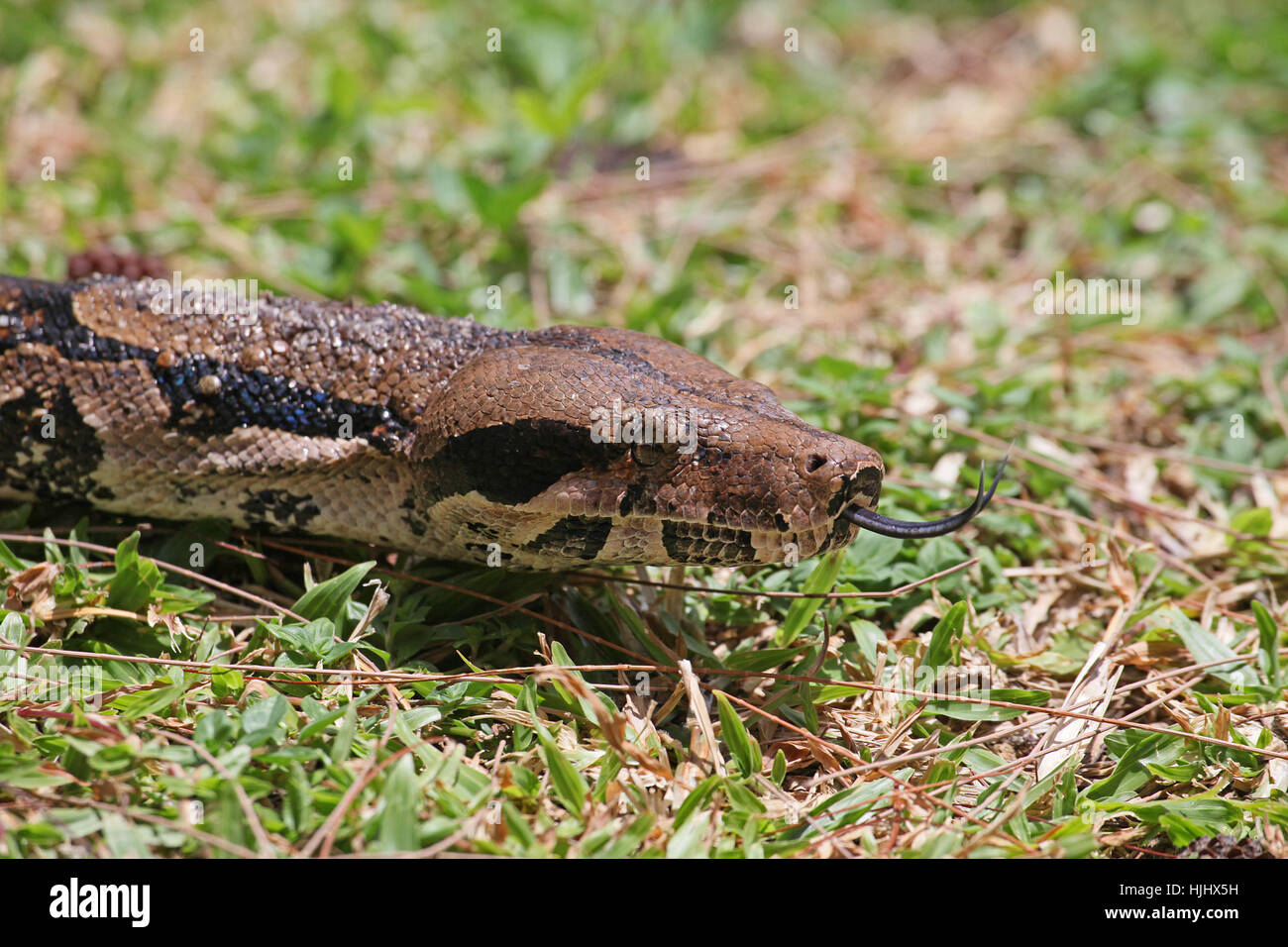 Abgottboa hi-res stock photography and images - Alamy