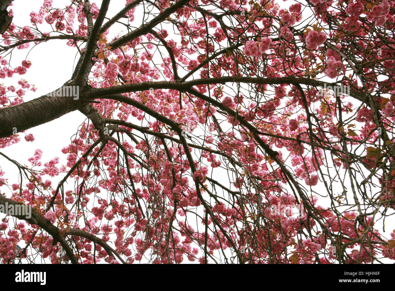 protection of historic buildings and monuments, monument, flower, rose ...