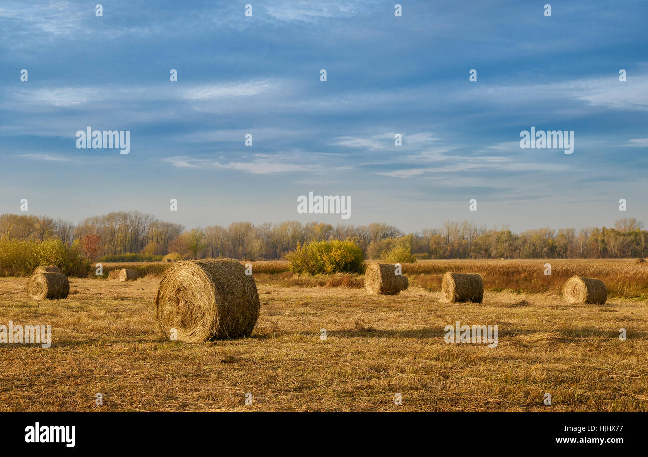 Hay bales in a autumn field at the evening Stock Photo - Alamy