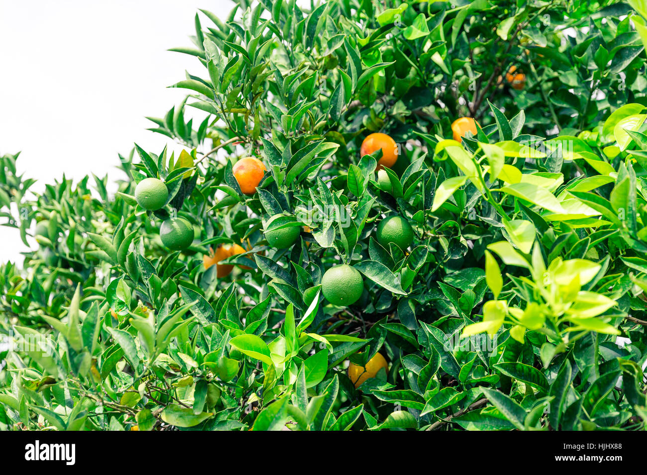 Orange garden - Trees with ripe fruits Stock Photo - Alamy