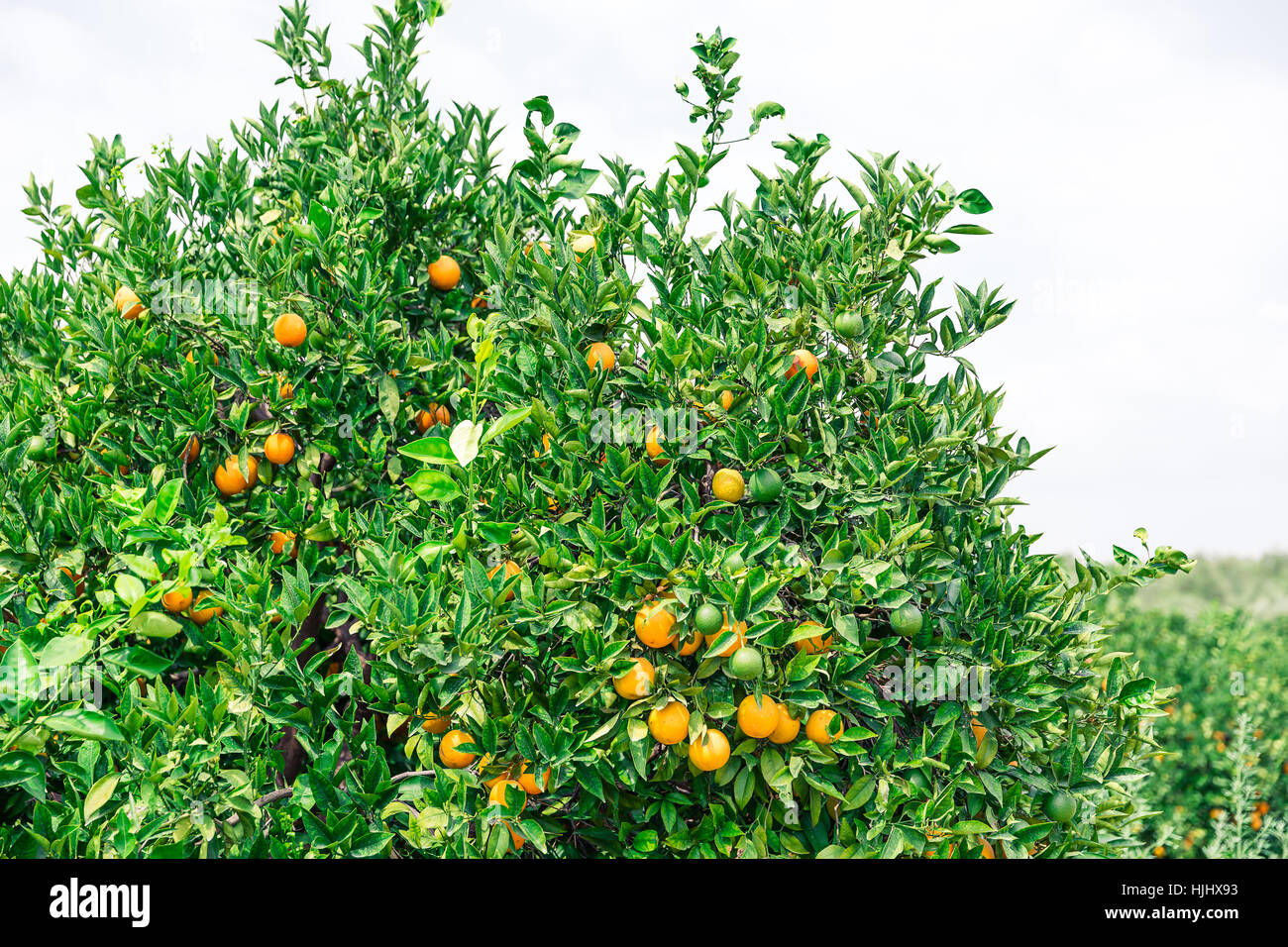 Orange garden - Trees with ripe fruits Stock Photo - Alamy