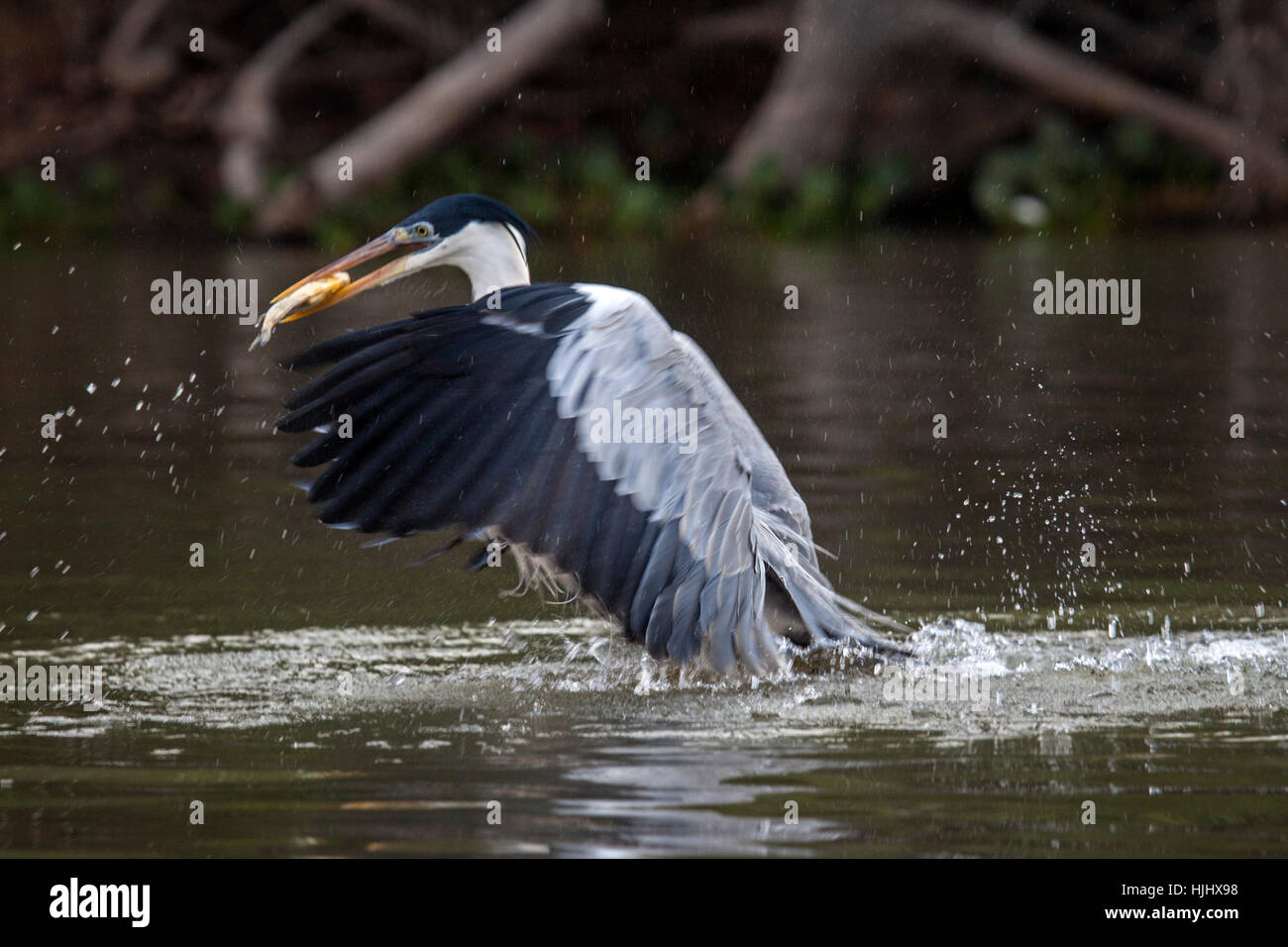 Cocoi heron seizing fish in flight in Brazil Stock Photo - Alamy