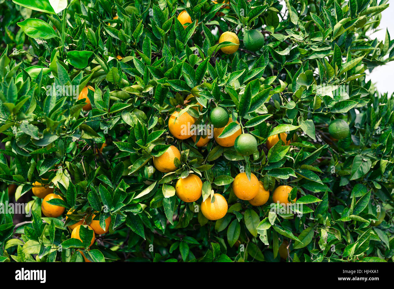 Orange garden - Trees with ripe fruits Stock Photo - Alamy