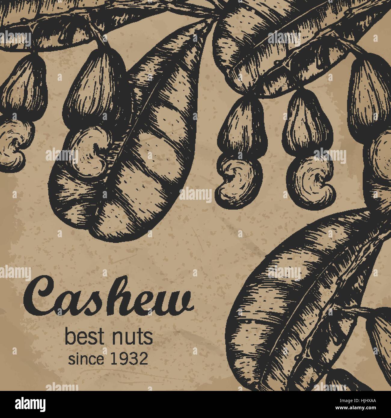 Cashew branch with leaves and nuts. Engraving style illustration ...