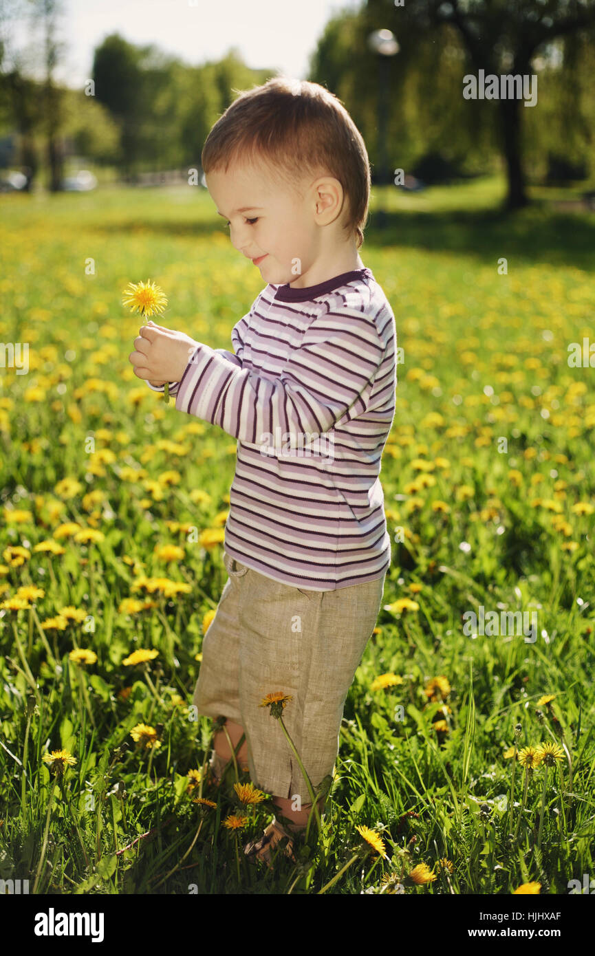 little boy in spring dandelion meadow Stock Photo - Alamy