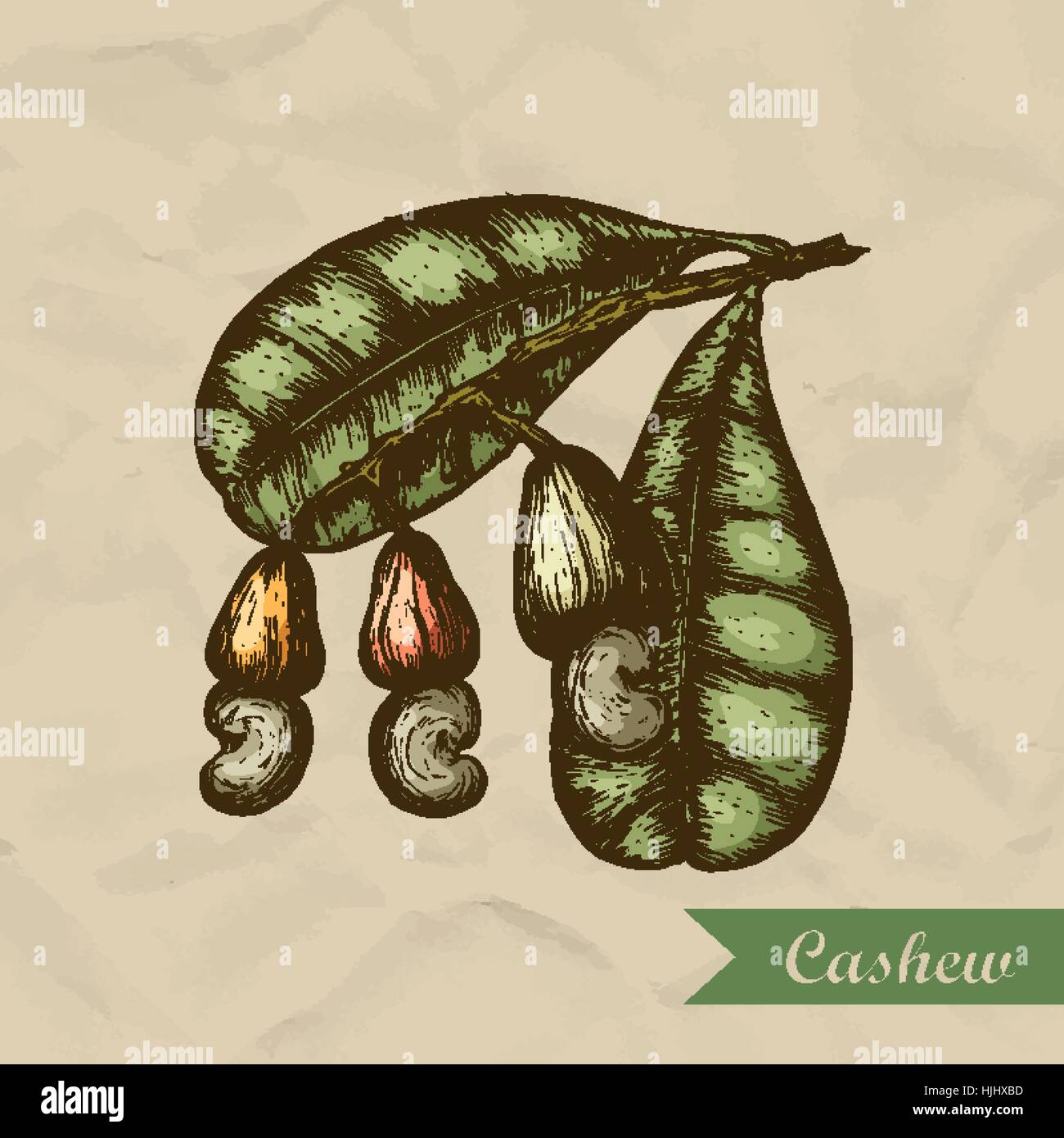 Cashew branch with leaves and nuts. Engraving style illustration ...
