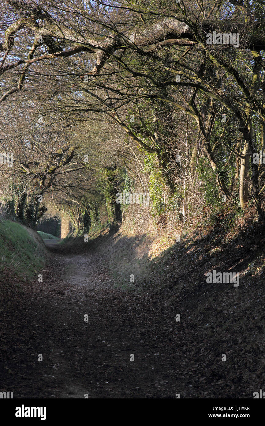 Halnaker trees hi-res stock photography and images - Alamy